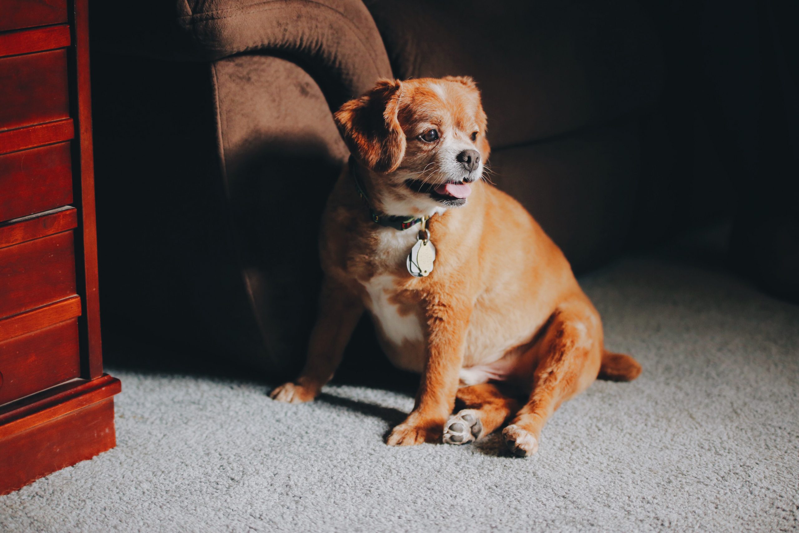 Mon chien est trop gros - Obésité du chien - Vétorino