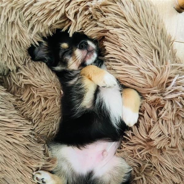 Corbeille Ronde Moelleuse Wouapy - Vétorino