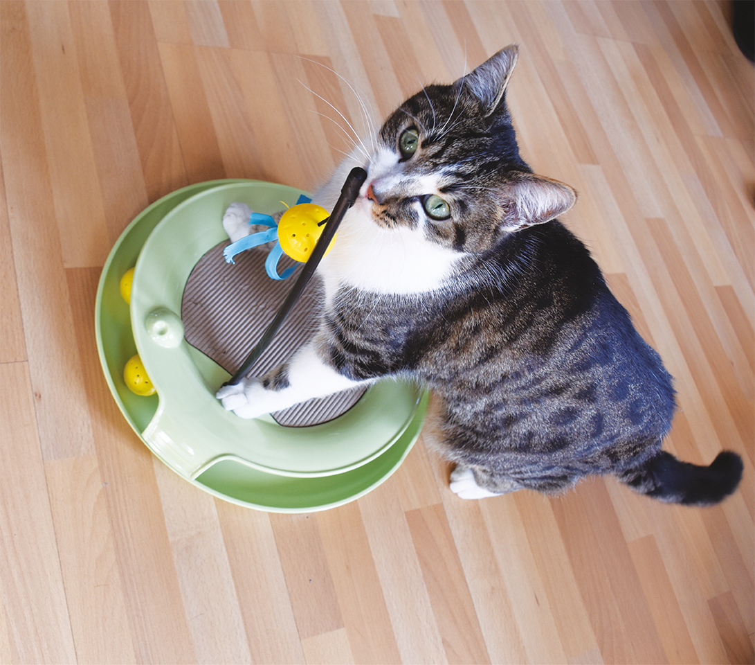 Scratch Cat Toy Pop Vetopop - Vétorino