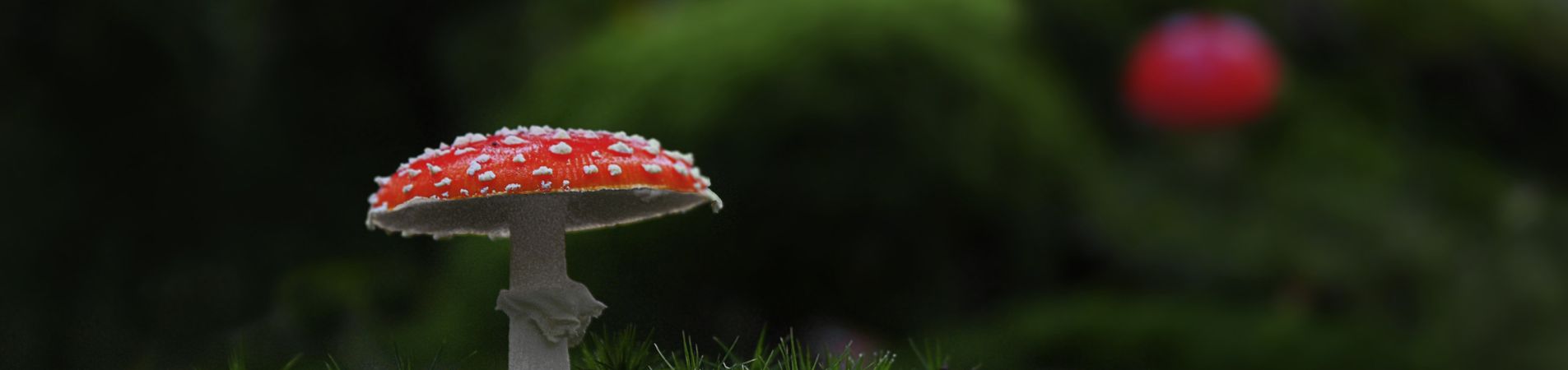 Champignons toxiques en automne : les dangers pour les chiens et les chats