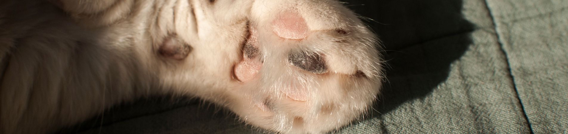 Baume réparateur : est-ce efficace pour les coussinets des chats