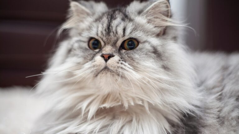 4 signes qui montrent que votre chat senior a besoin de voir le vétérinaire